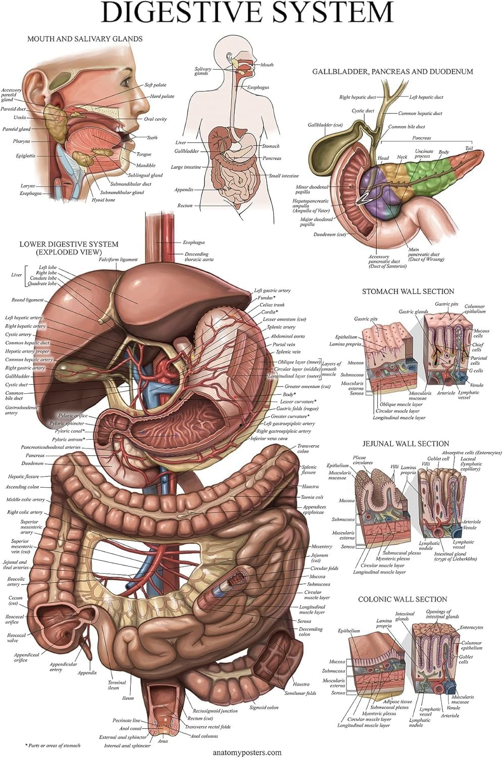 Laminated Digestive System Anatomical Chart - Gastrointestinal Anatomy ...